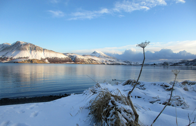 False Pass – APICDA