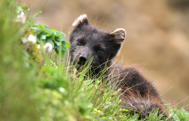 St George – APICDA